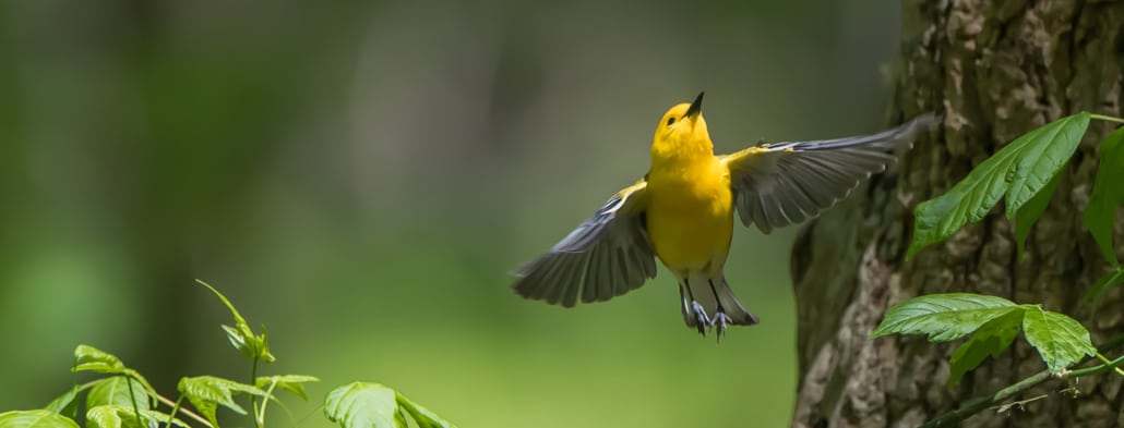 Bird Identification – Maryland Ornithological Society